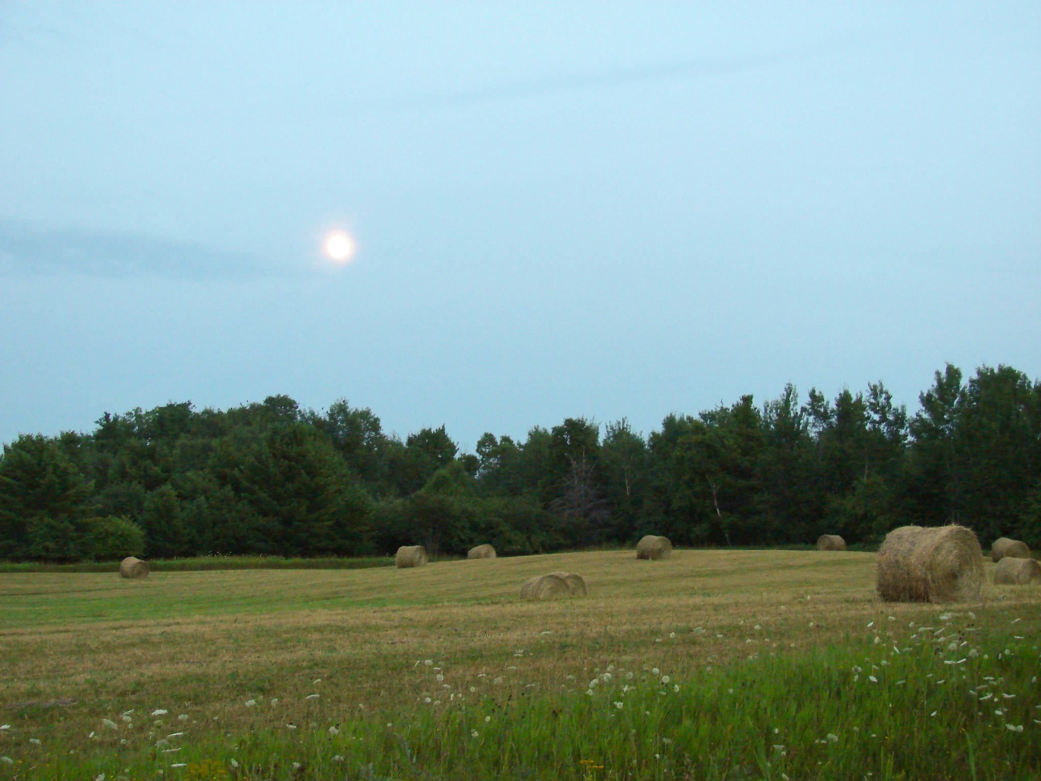 Horse and Livestock Hay | yooper beef