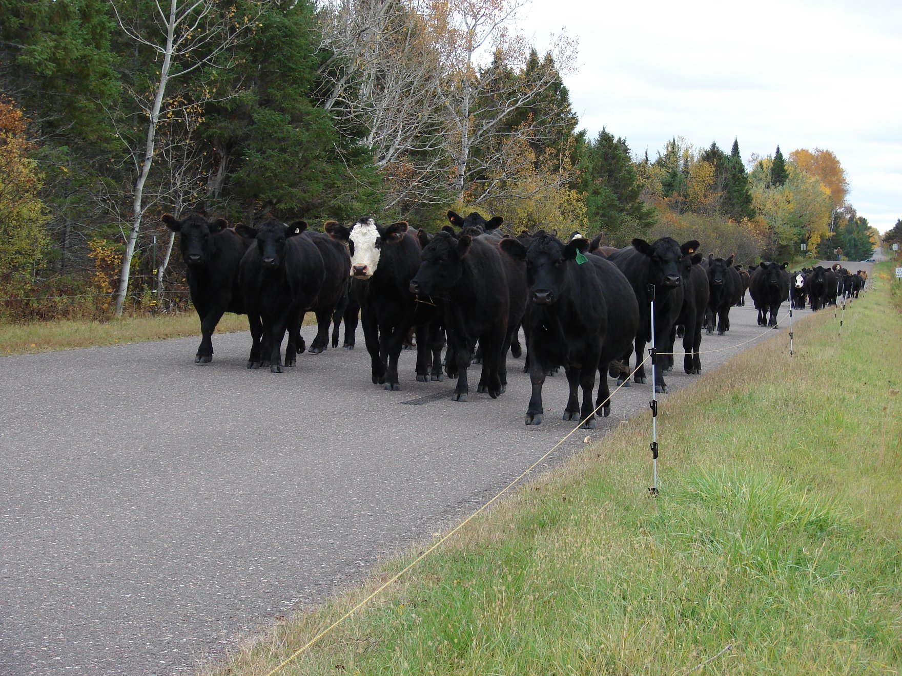 Farm Photos | yooper beef