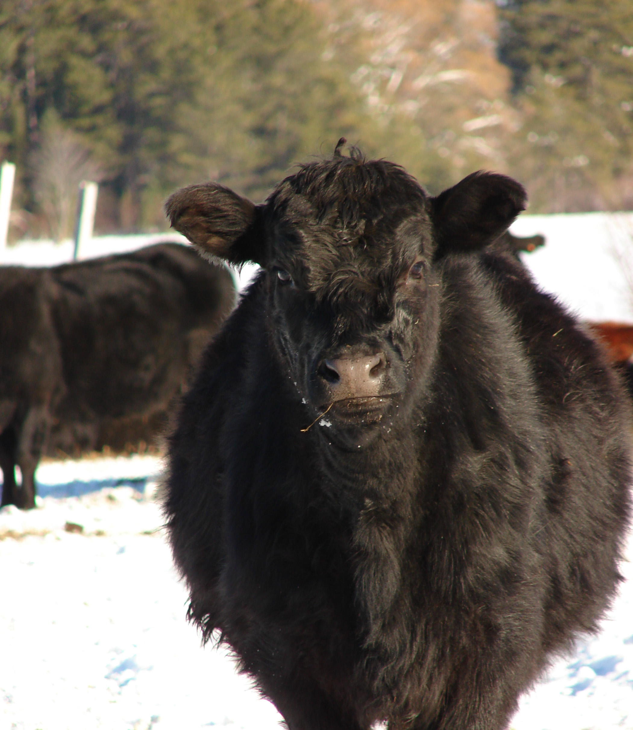 Our Finished Beef | yooper beef